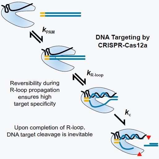 CRISPR/Cas12a有话说:让基因编辑具有更多可能性 - 分析行业新闻